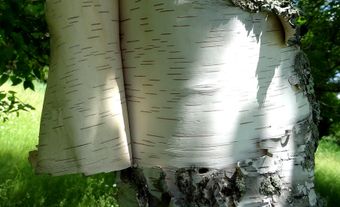 Birchbark Etching | The Canadian Encyclopedia