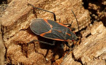 Earwig | The Canadian Encyclopedia