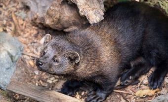 Weasel | The Canadian Encyclopedia