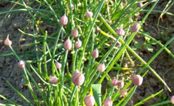 Vegetable | The Canadian Encyclopedia