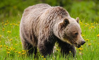 Unusual Animals in Canada | The Canadian Encyclopedia