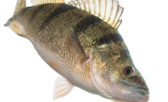 Perch in Canada | The Canadian Encyclopedia