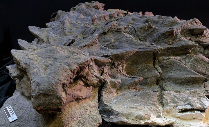 Geological History of Canada | The Canadian Encyclopedia